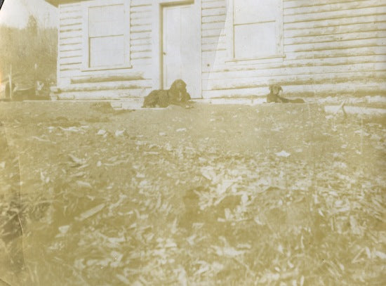 Dogs, c1910. – Dawson City Museum